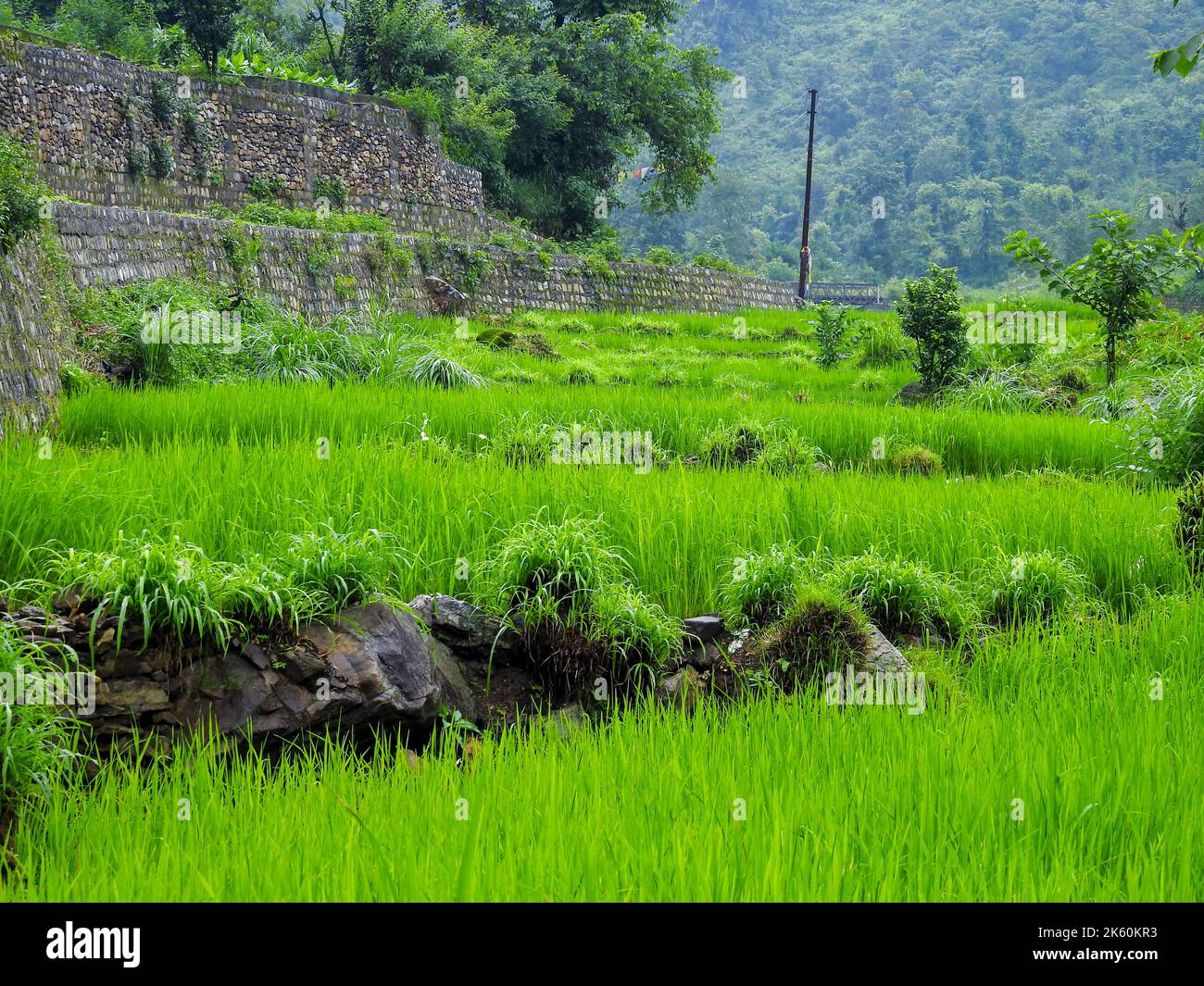 A wide angle shot of Organic Paddy rice fields in the Himalayan region ...