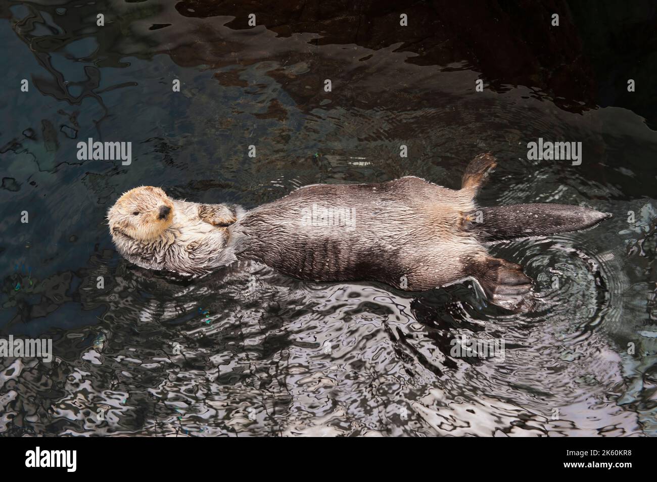 Sea Otter (Enhydra lutris lutris), Inside Passage, North America Stock ...