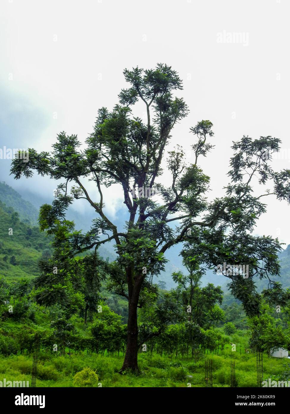 An isolated tree in Himalayan mountains during monsoon with mist all ...