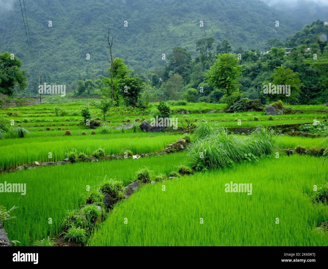 A wide angle shot of Organic Paddy rice fields in the Himalayan region ...