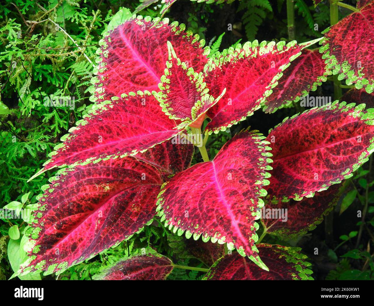 A closeup shot of Coleus scutellarioides, commonly known as coleus, is ...