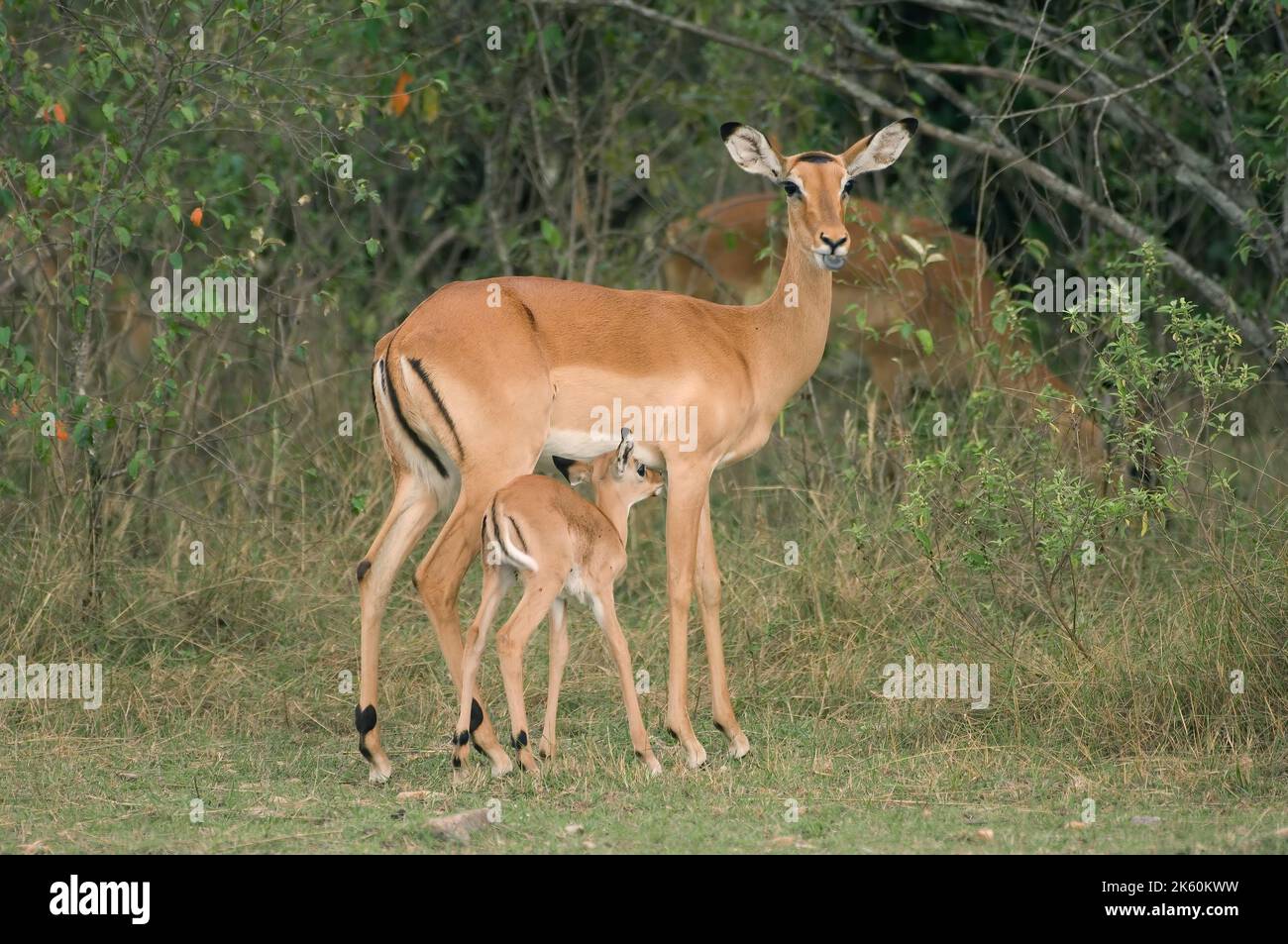Bovidae family hi-res stock photography and images - Alamy