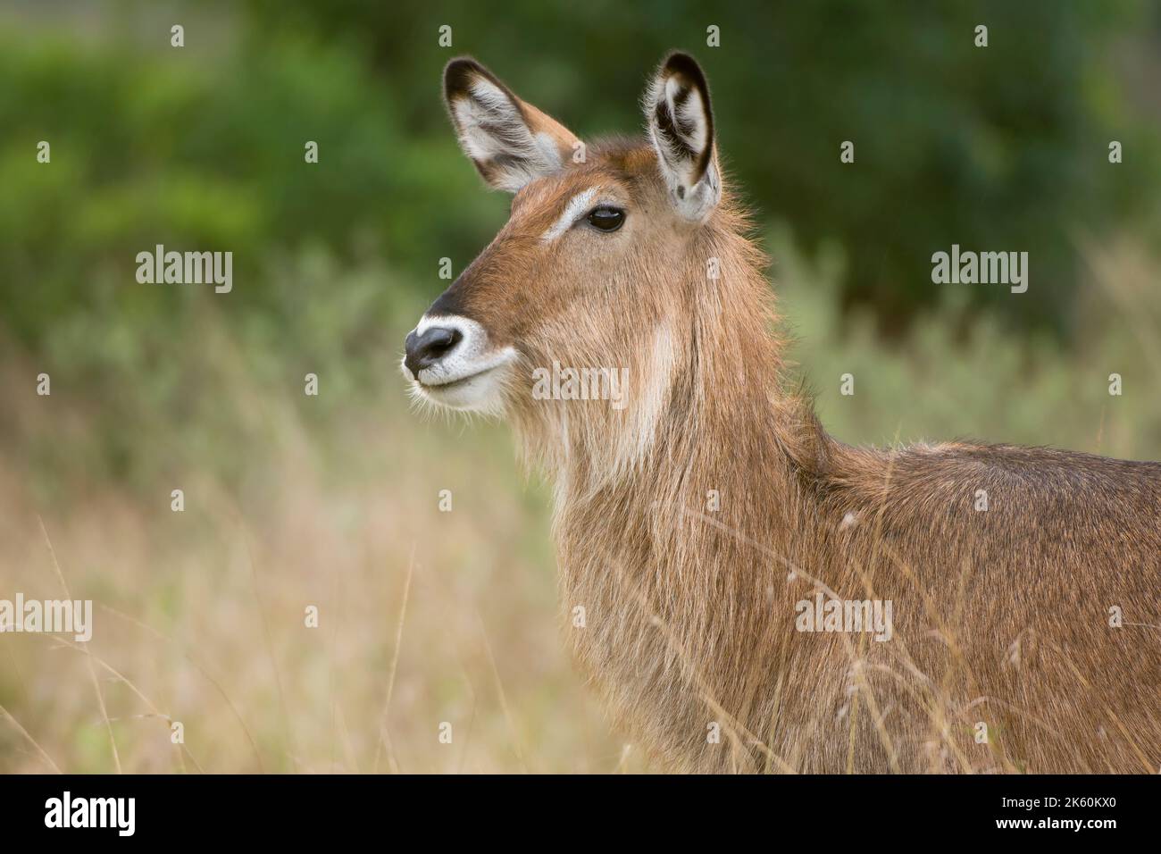 Female Defassa Waterbuck in the grass, Kobus ellipsiprymnus defassa ...