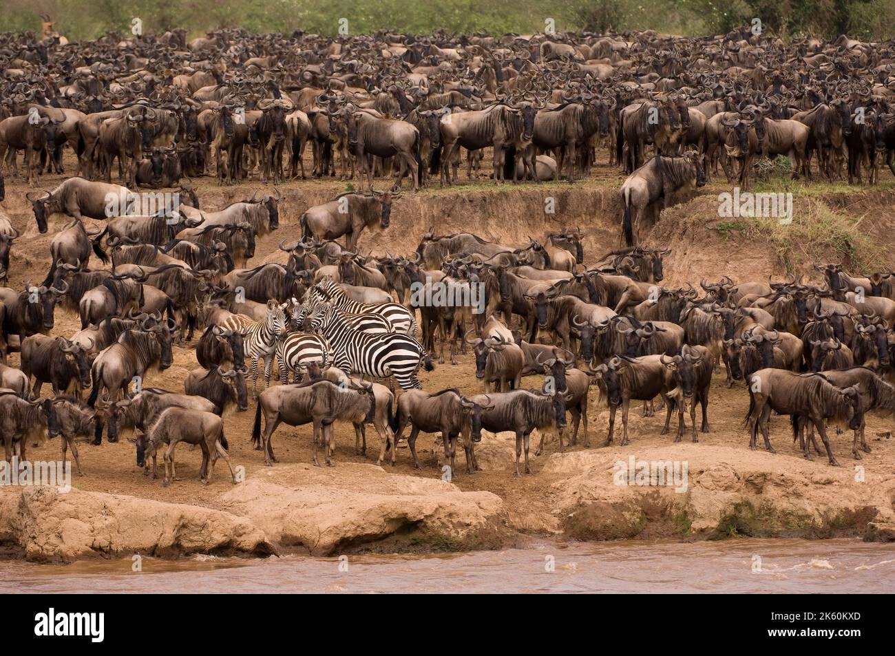 White-bearded gnus or Blue wildebeest and Burchell’s Zebras or Plains ...