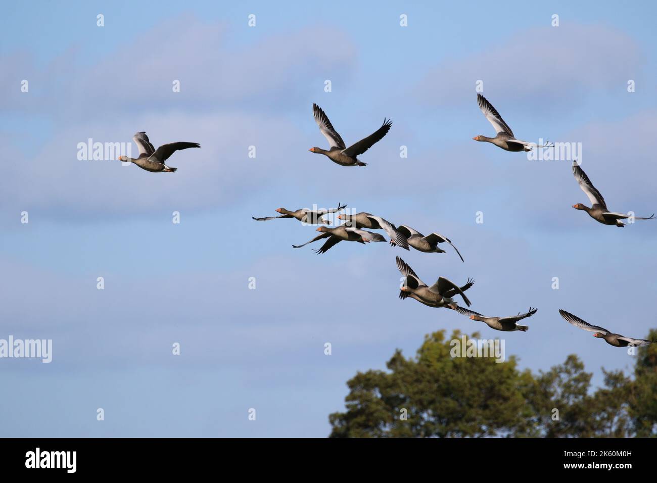 Staveley Nature Reserve birds in flight Stock Photo - Alamy