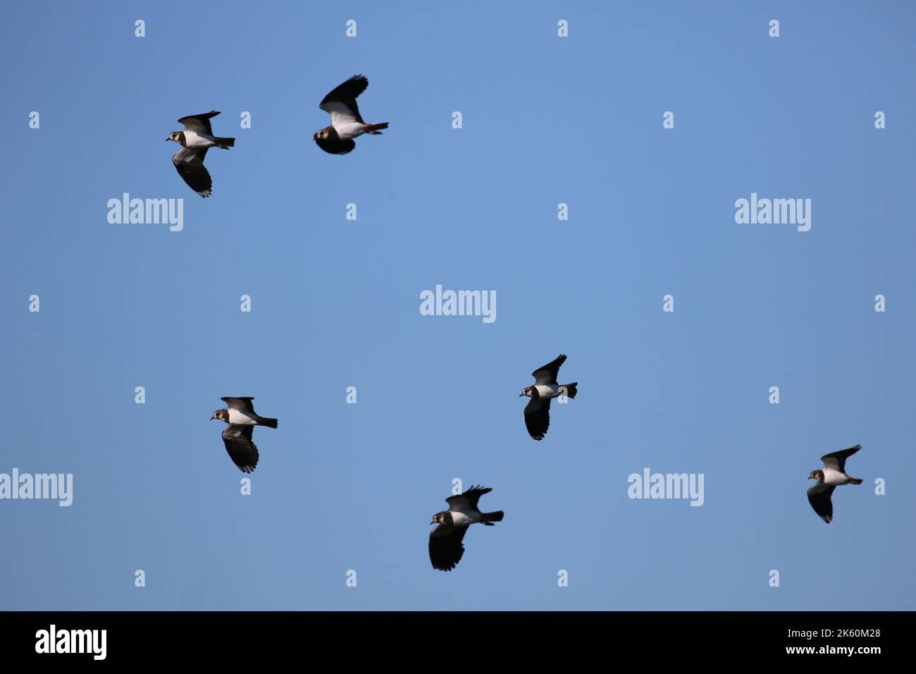 Staveley Nature Reserve birds in flight Stock Photo - Alamy