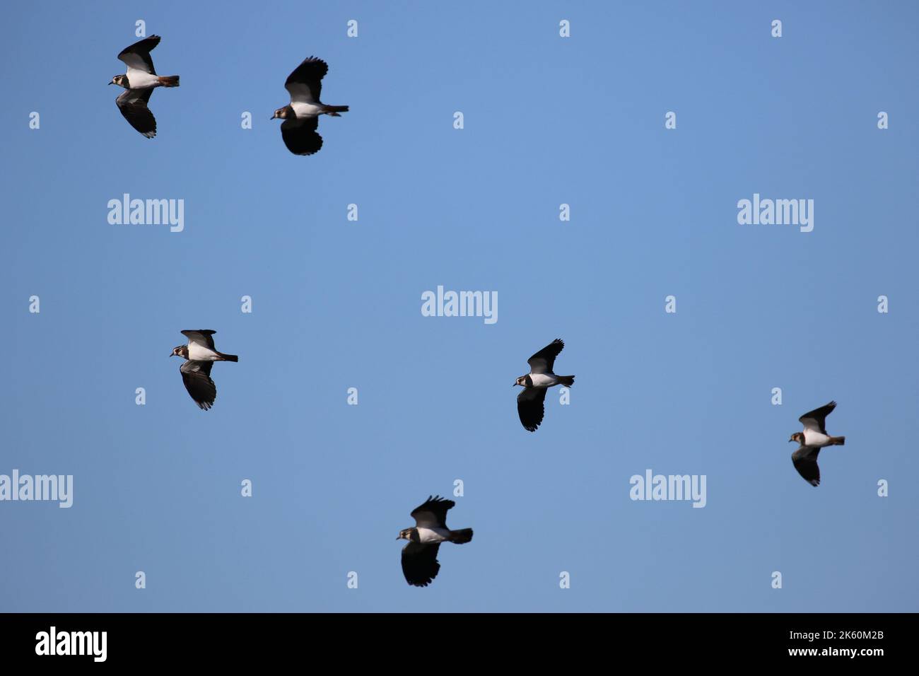 Staveley Nature Reserve birds in flight Stock Photo - Alamy