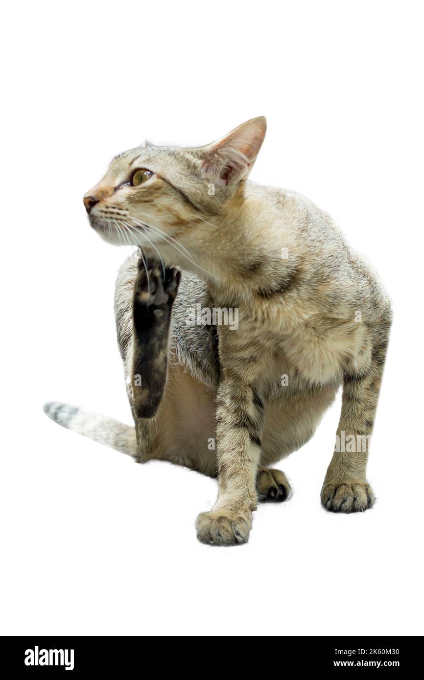 White cat on floor Cut Out Stock Images & Pictures - Alamy