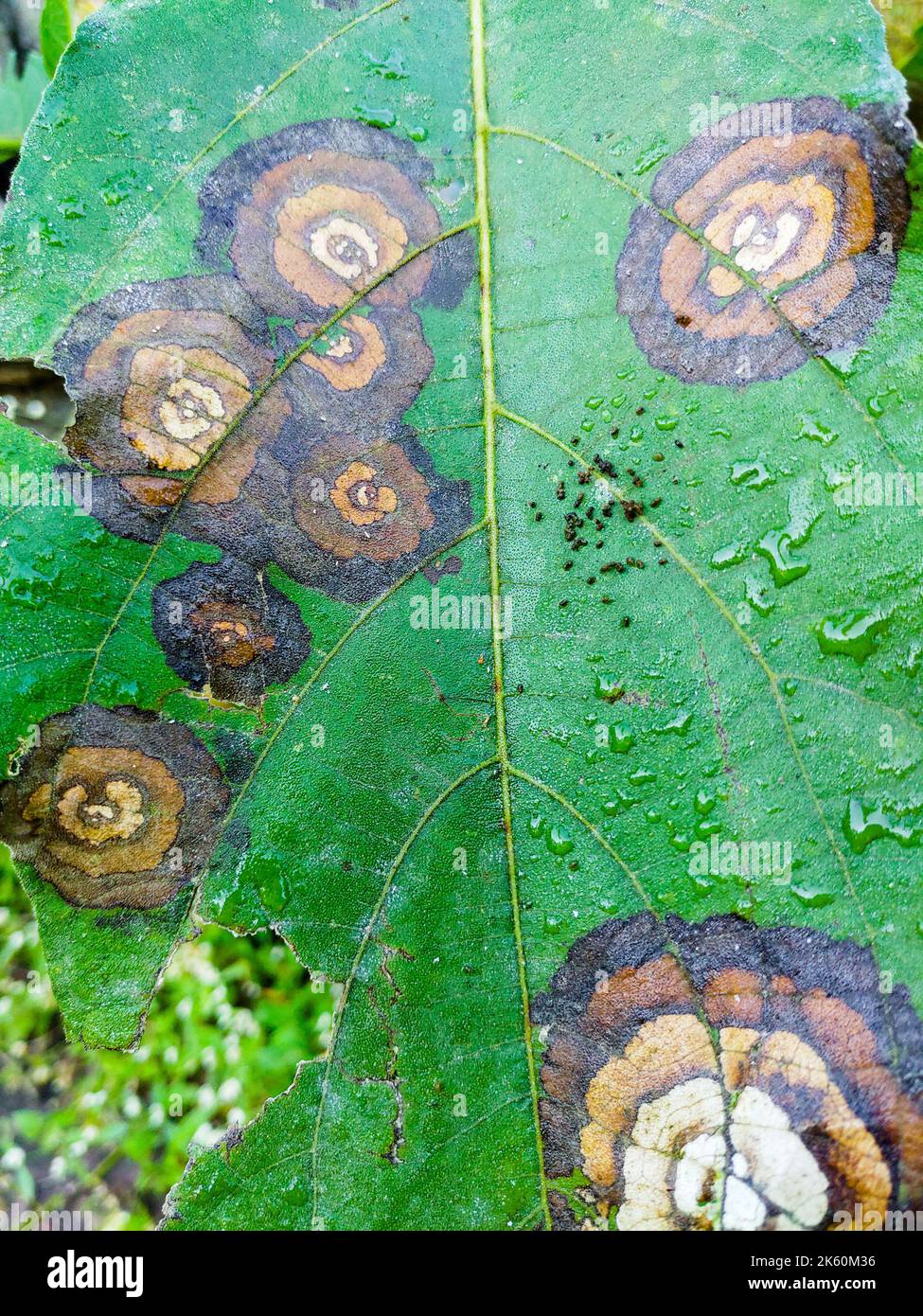 Plant diseases. Leaf spot caused by Colletotrichum species. Typical ...