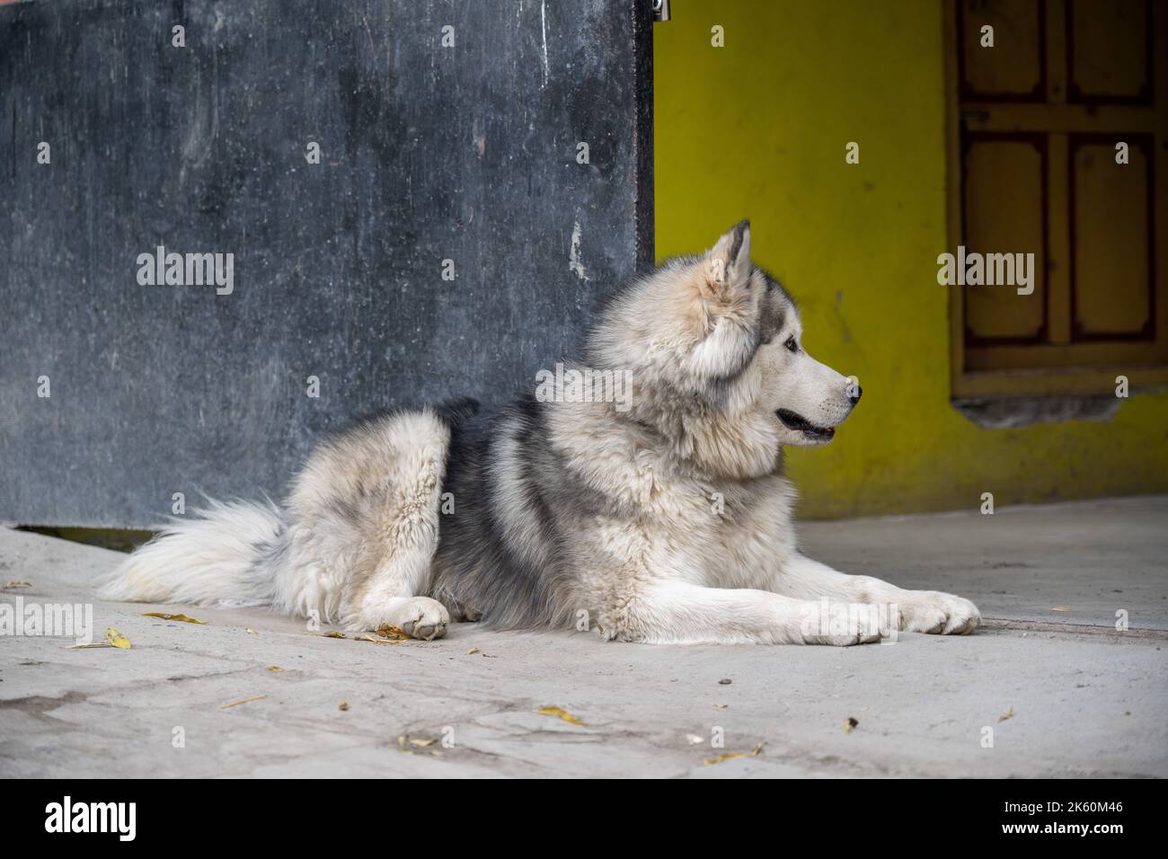 An Alaskan Malamute sitting in front of a house Stock Photo - Alamy
