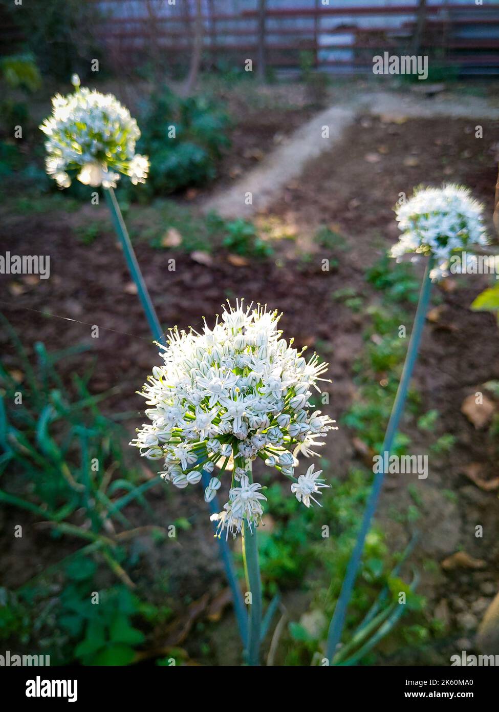 Cume, Inflorescence of onion or flowers of onion in an organic garden ...