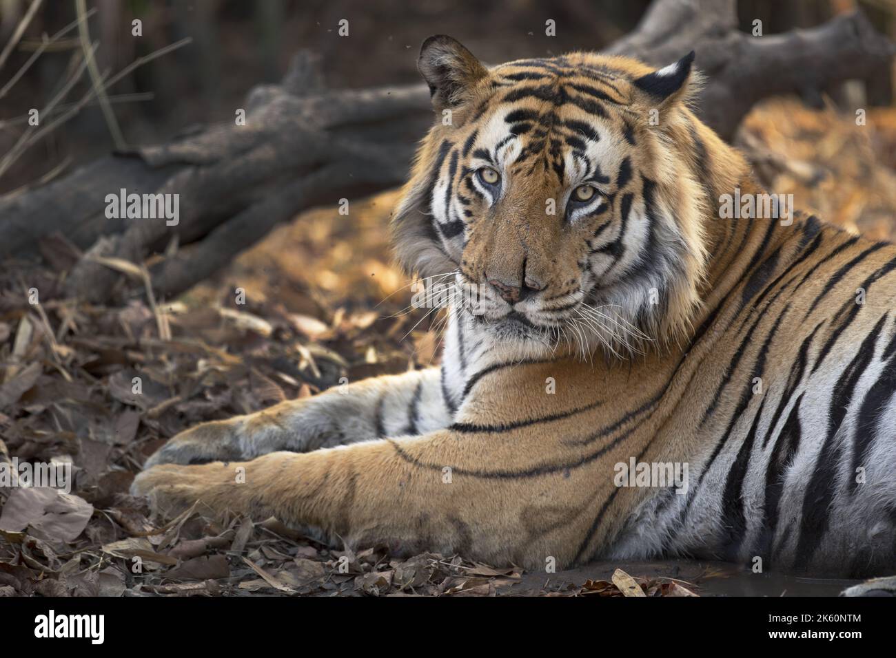 This is Bheem the Bengal. India: RARE photos show notorious Bheem the ...