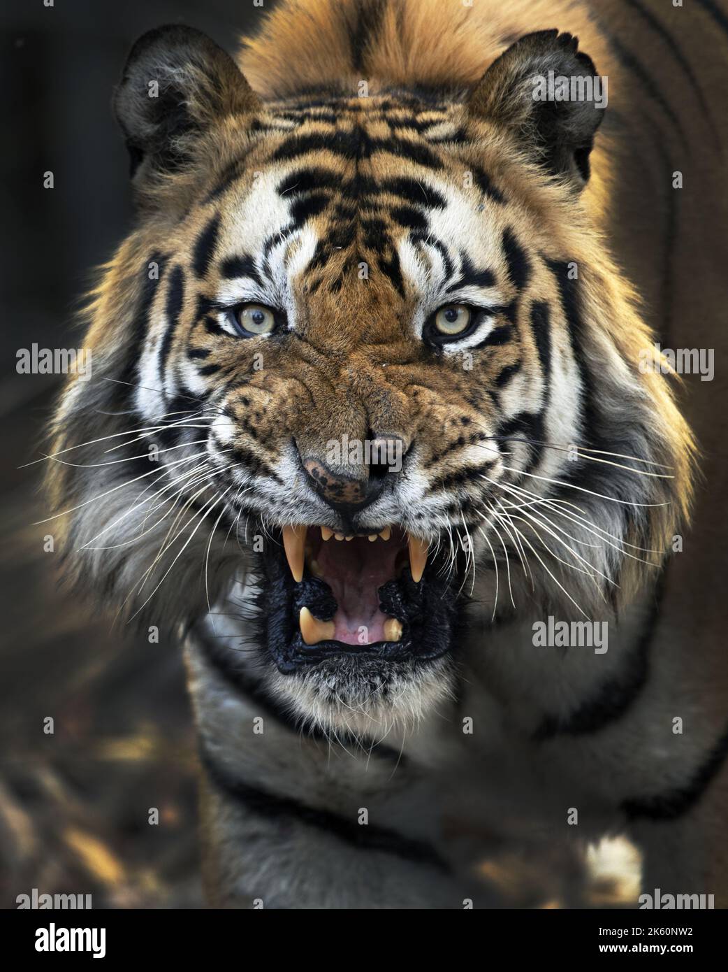 Bheem is very territorial. India: RARE photos show notorious Bheem the ...