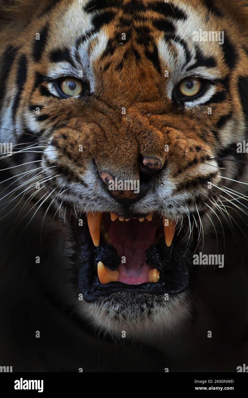 Bheem shows off his battle scars. India: RARE photos show notorious ...