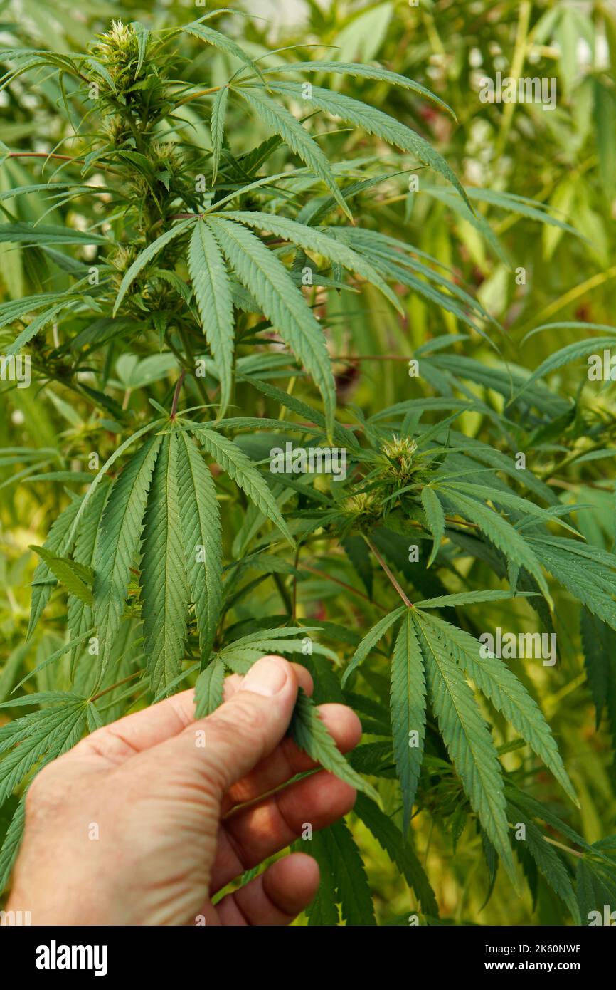 Marijuana nursery hi-res stock photography and images - Alamy