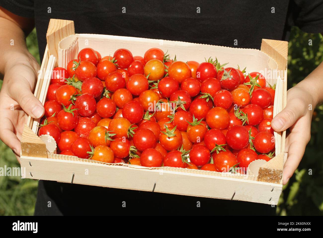 Woman red cherry tomatoes hi-res stock photography and images - Alamy