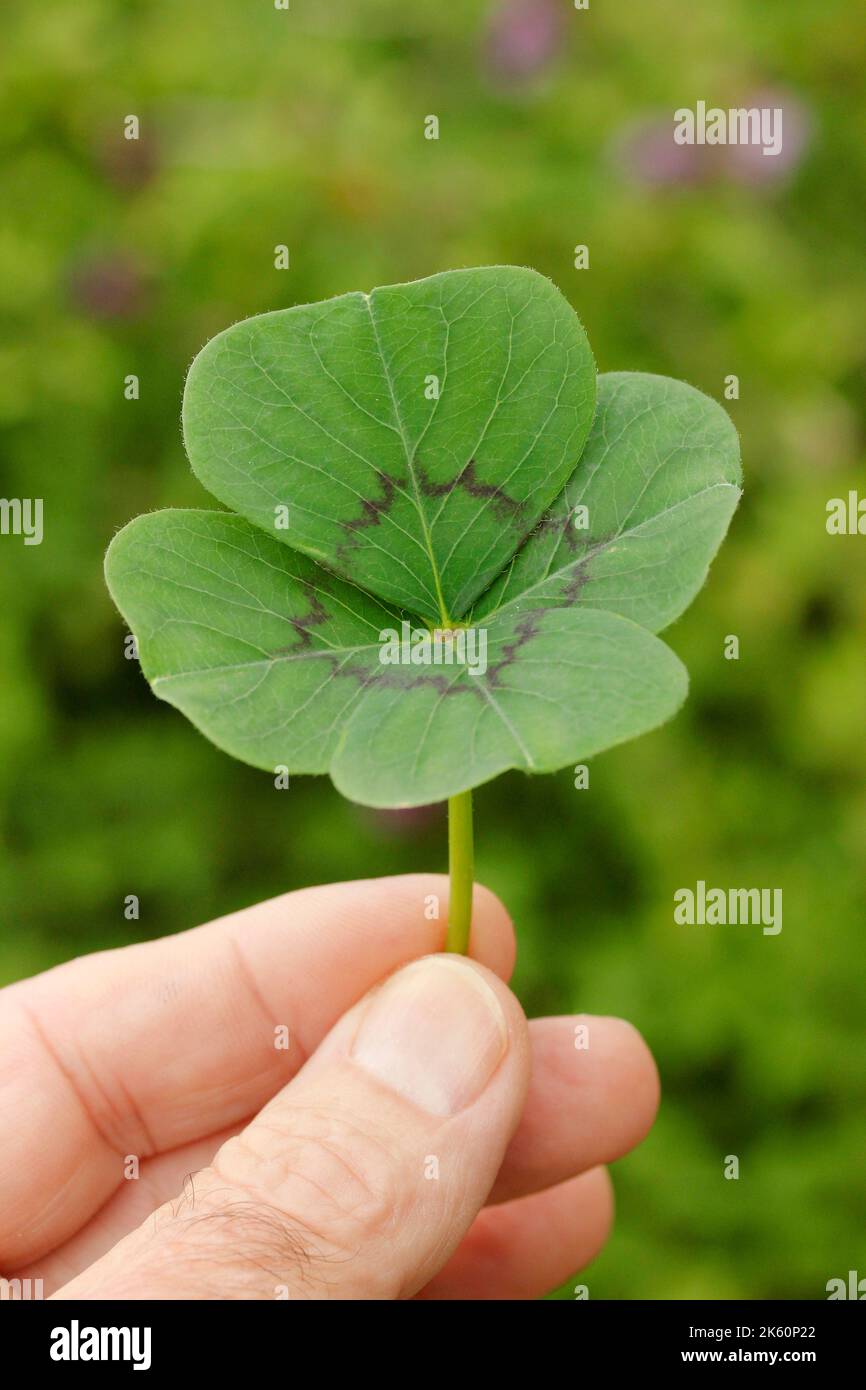 Four leaf clover Stock Photo - Alamy
