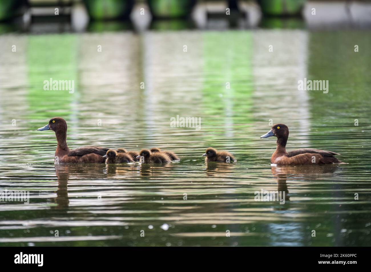 Tufted duck Family swims with their ducklings in green lake water. A ...
