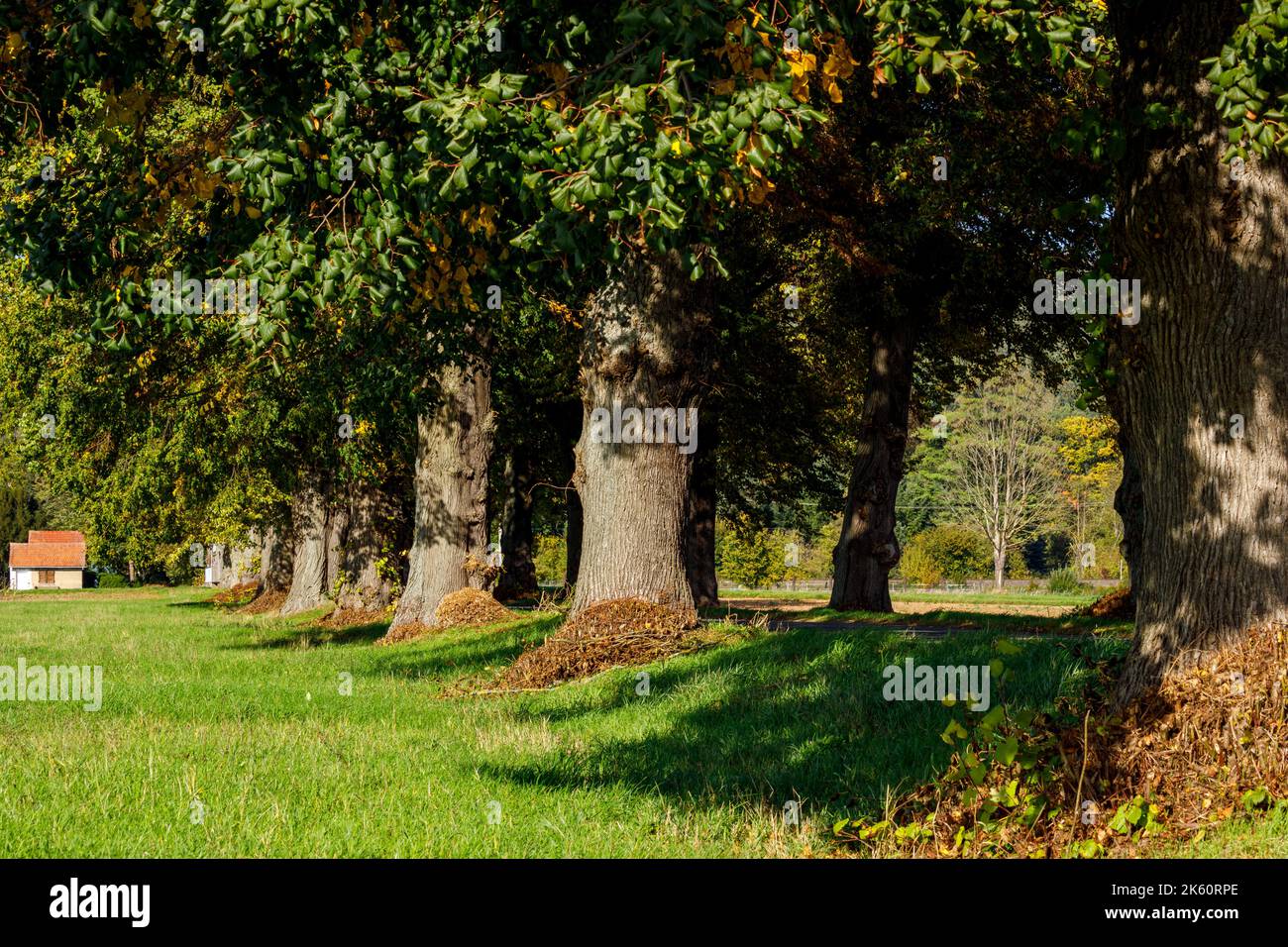 Avenue of Trees Stock Photo - Alamy