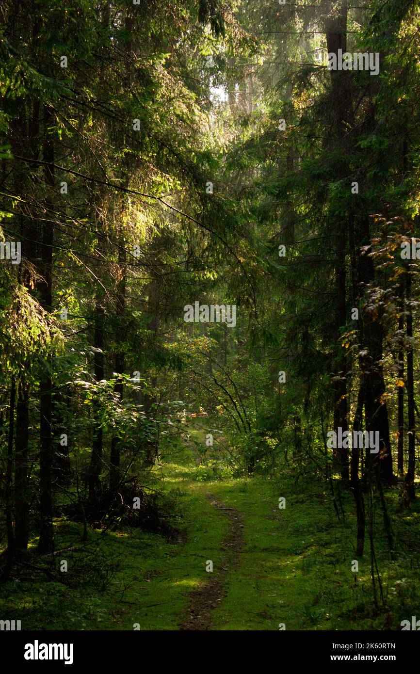 A vertical closeup of a forest and a path in it, flooded with sun rays ...