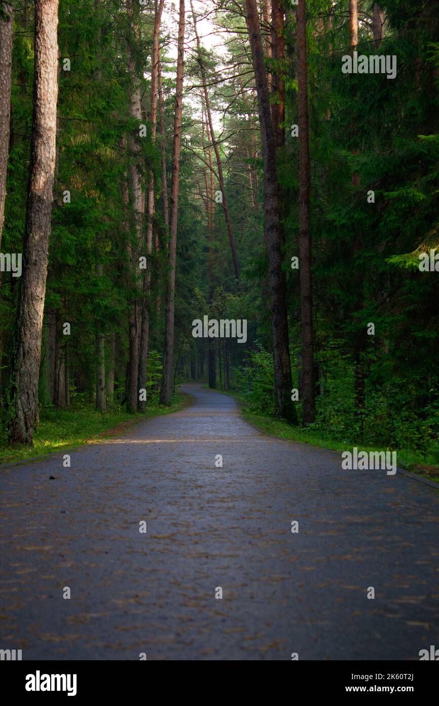 A vertical closeup of a road through the forest, with high, green trees ...