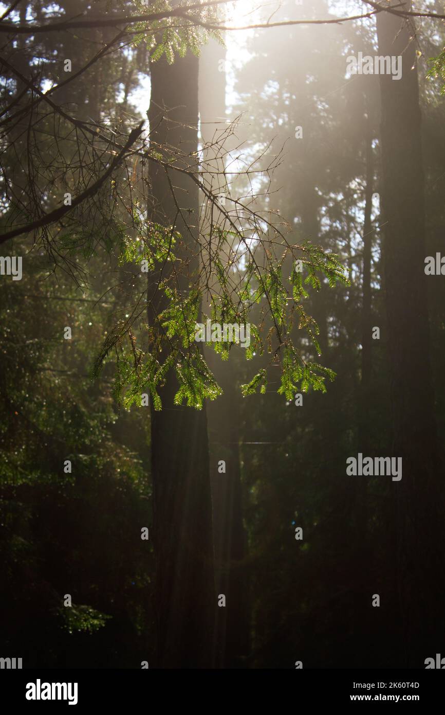 A vertical closeup of falling trees in the forest flooded with sun rays ...