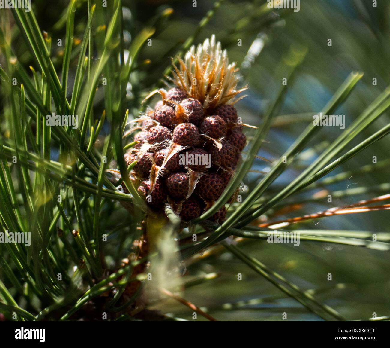 Male reproductive cone hi-res stock photography and images - Alamy