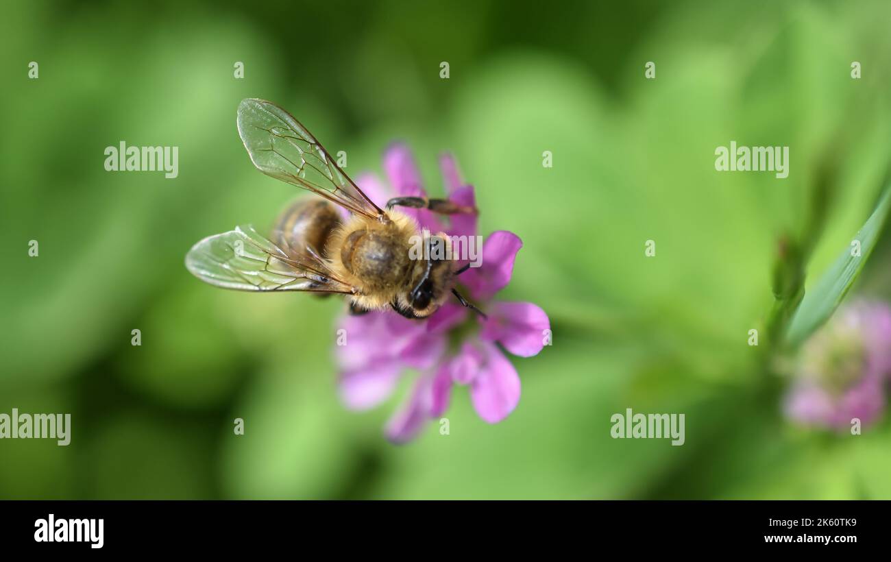 A closeup of a honey bee on a clover Stock Photo - Alamy