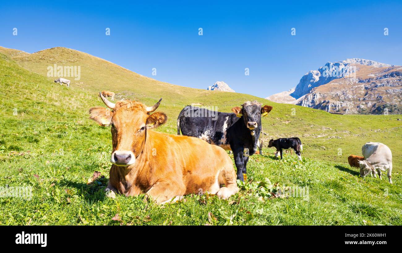Meeting some cows on mountain meadows in northern Italy Stock Photo - Alamy