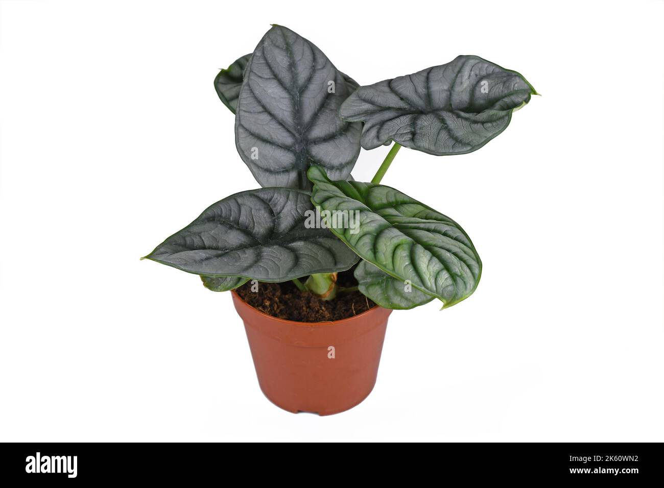 Tropical 'Alocasia Baginda Silver Dragon' houseplant in pot on white ...