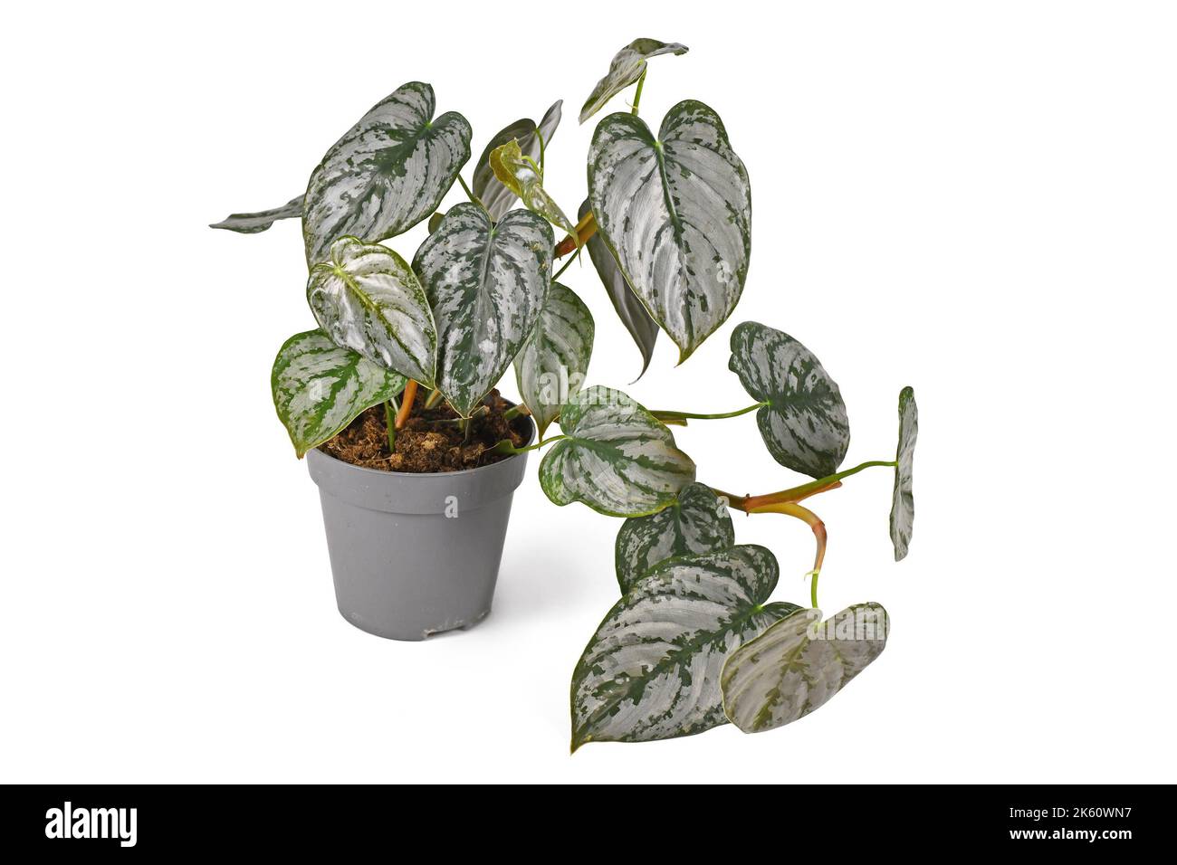 Tropical 'Philodendron Brandtianum' houseplant with silver pattern on ...
