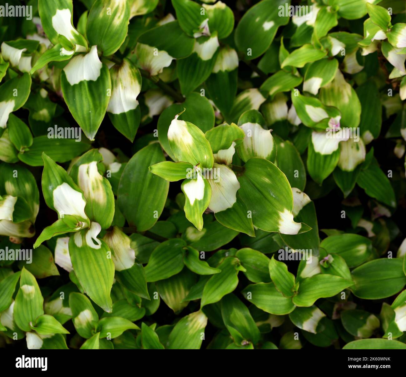 Alpine schefflera hi-res stock photography and images - Alamy