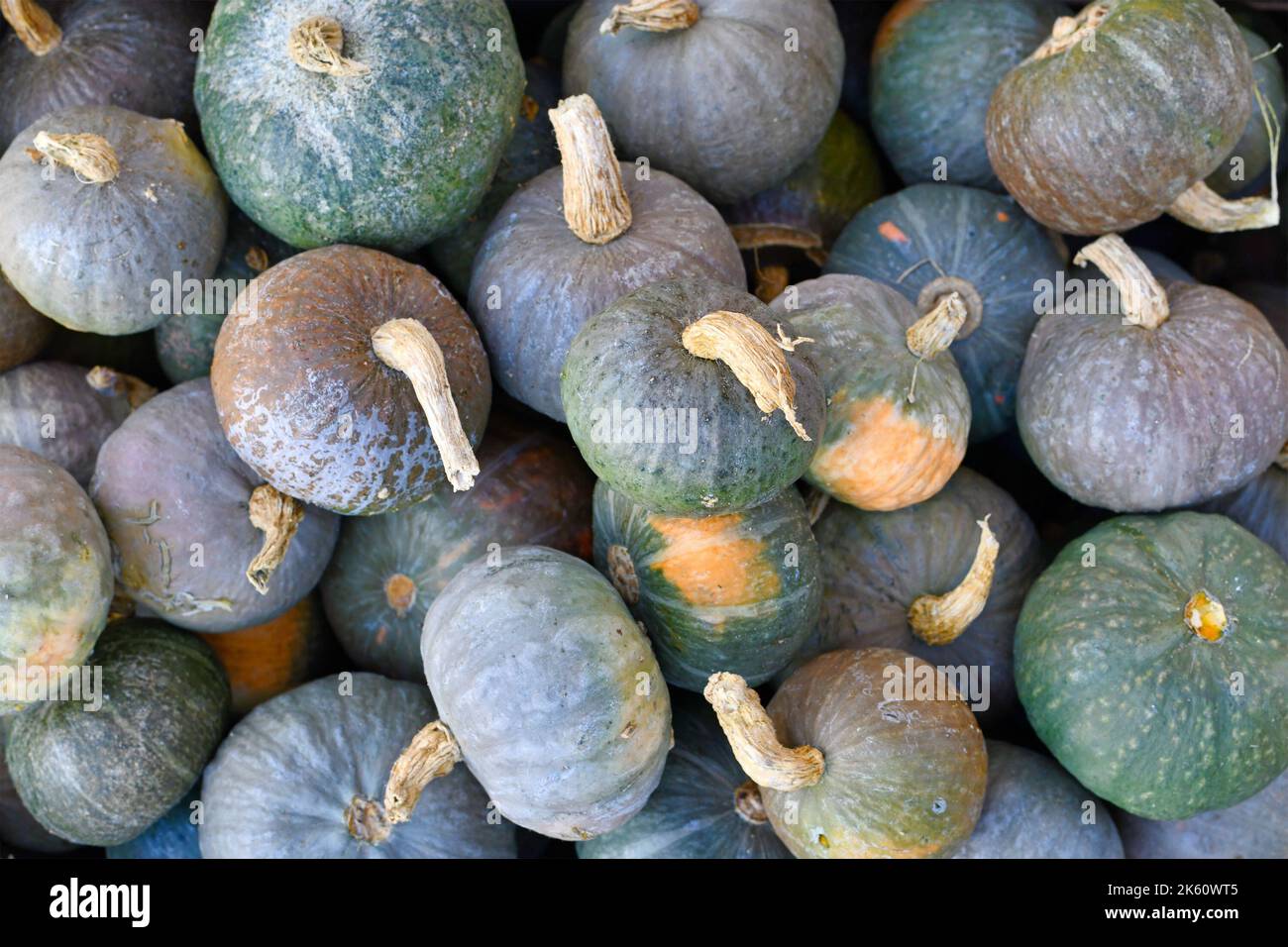 Cucurbita maxima 'kabocha' hi-res stock photography and images - Alamy