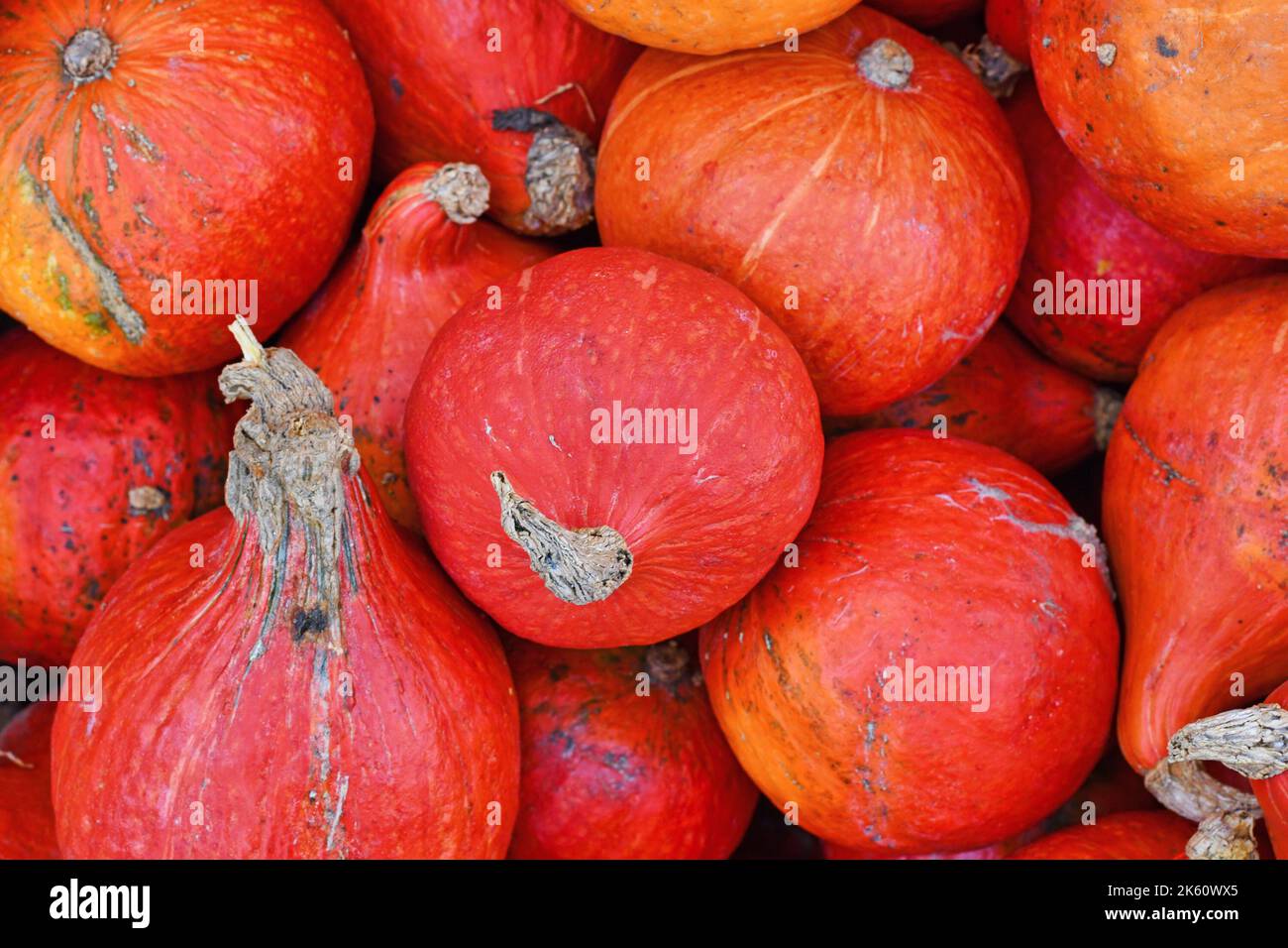 Background pile red kuri hi-res stock photography and images - Alamy