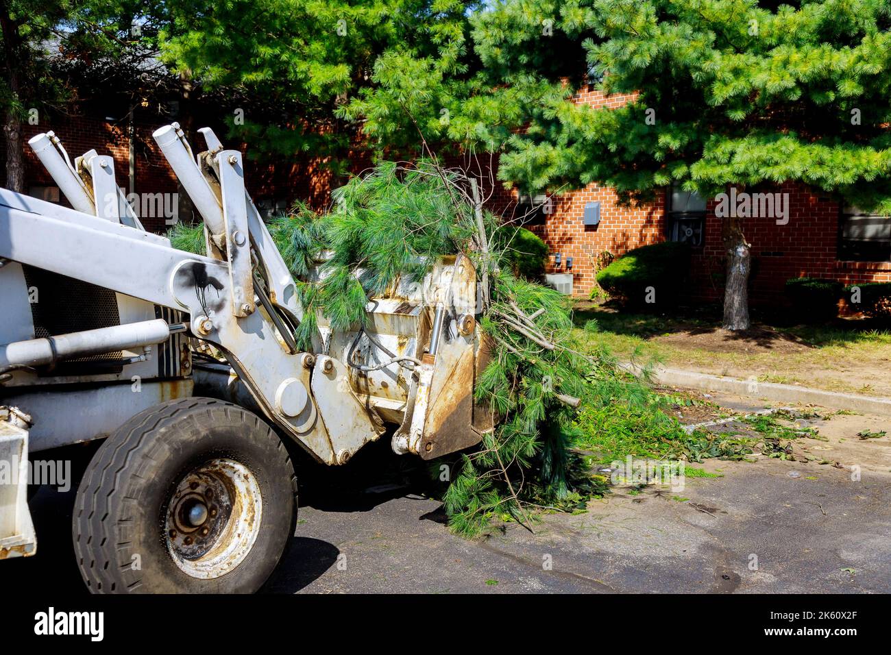 After hurricane tractor is used to remove broken branches from trees ...