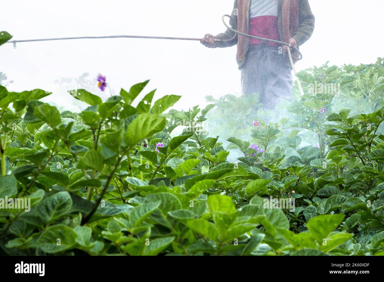 Person spraying a potato crop. Farmer applying insecticides to potatoes ...
