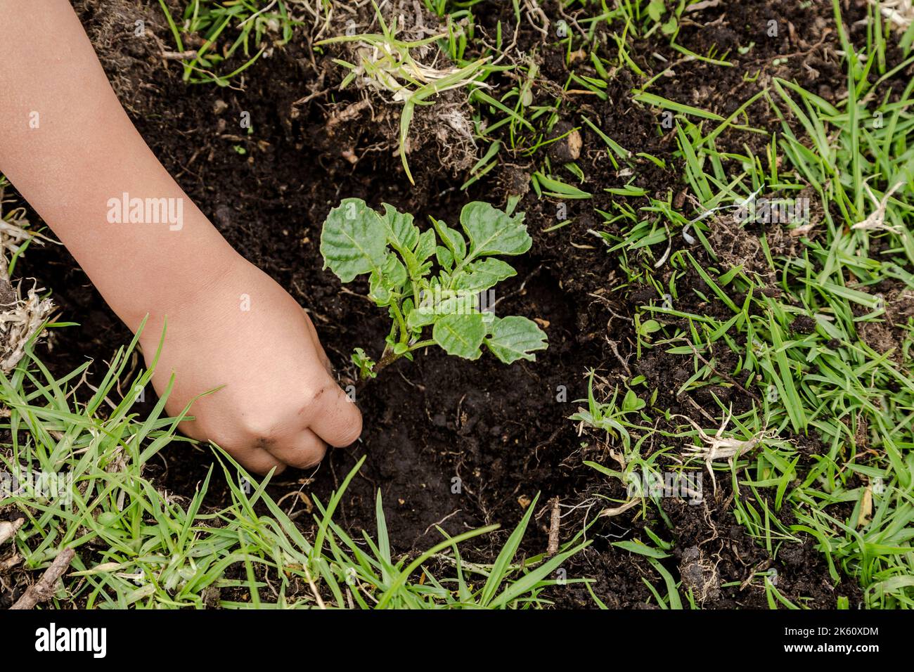 Child's hands planting a plant, close up of child's hands digging a ...