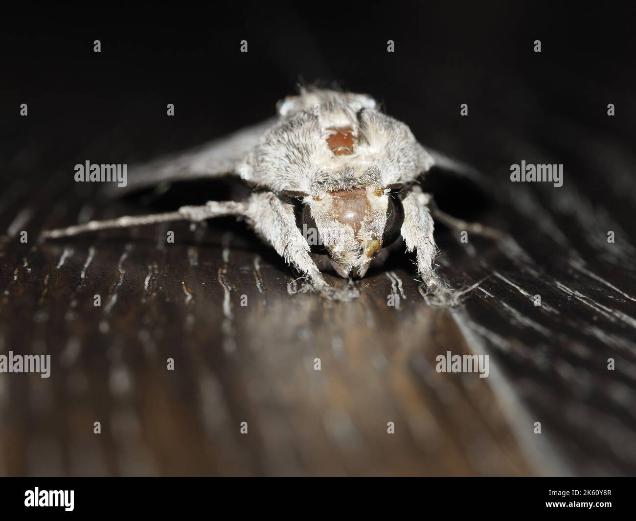 Male hawk moth hi-res stock photography and images - Alamy