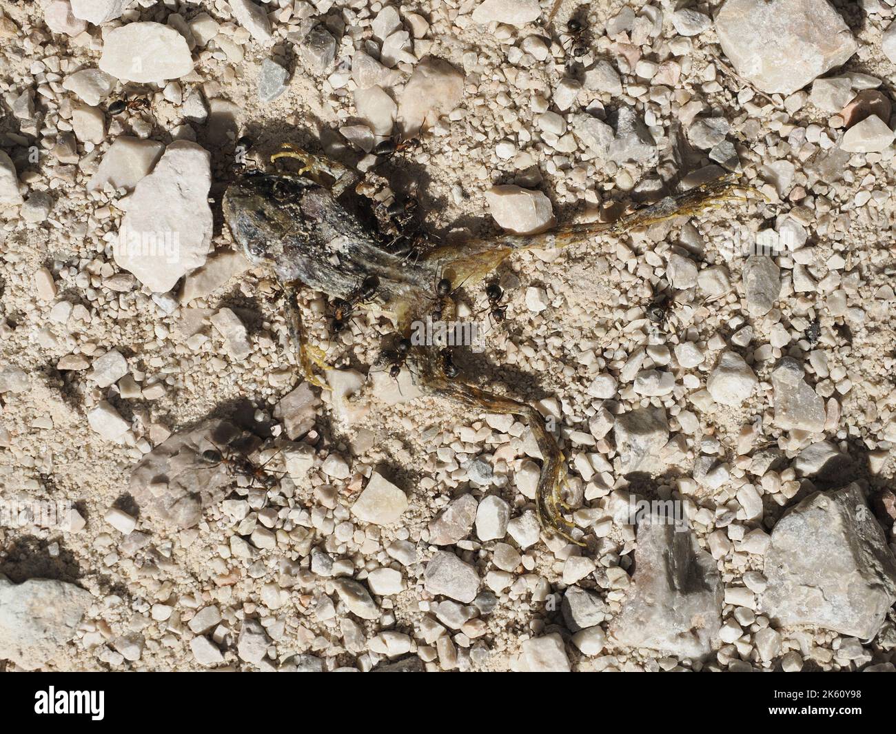 ants while eating a frog Stock Photo - Alamy
