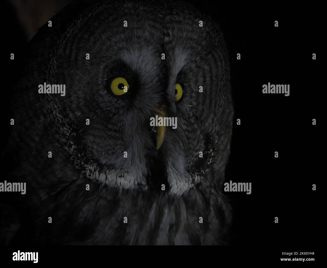 portrait great gey owl looking direct into the camera isolated on black ...