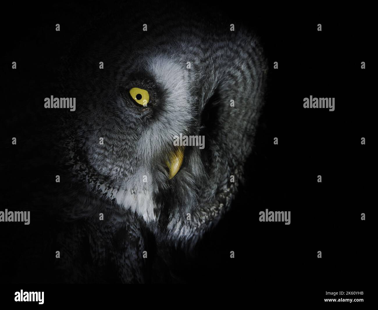 portrait great gey owl looking direct into the camera isolated on black ...