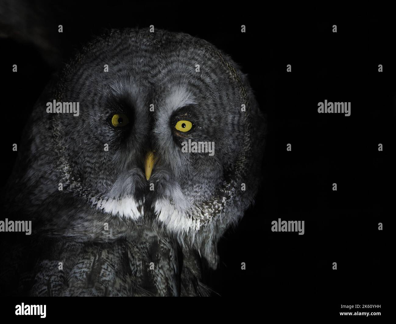 portrait great gey owl looking direct into the camera isolated on black ...