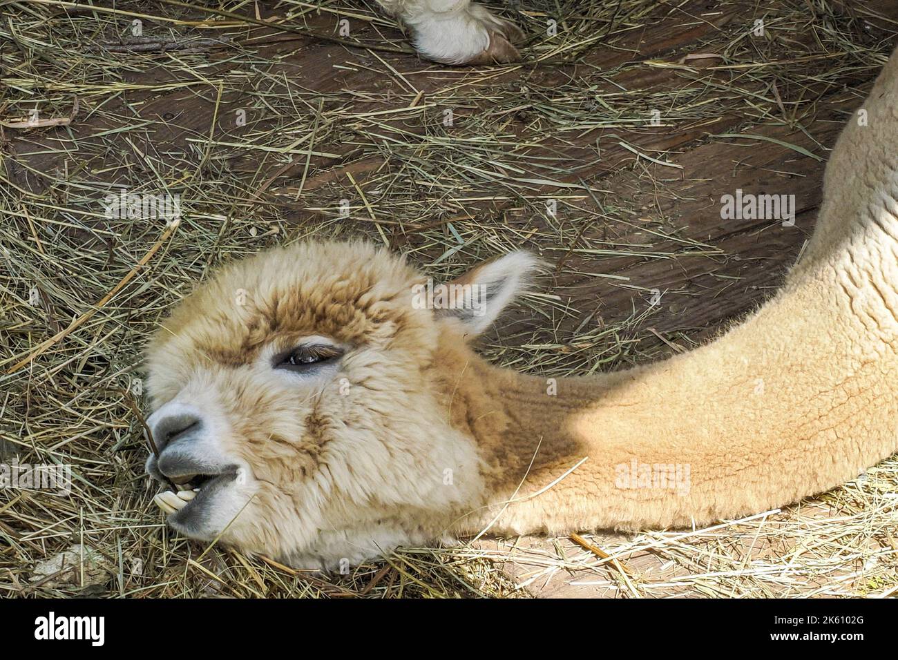 alpaca close up adorable fluffy portrait looking at you Stock Photo - Alamy