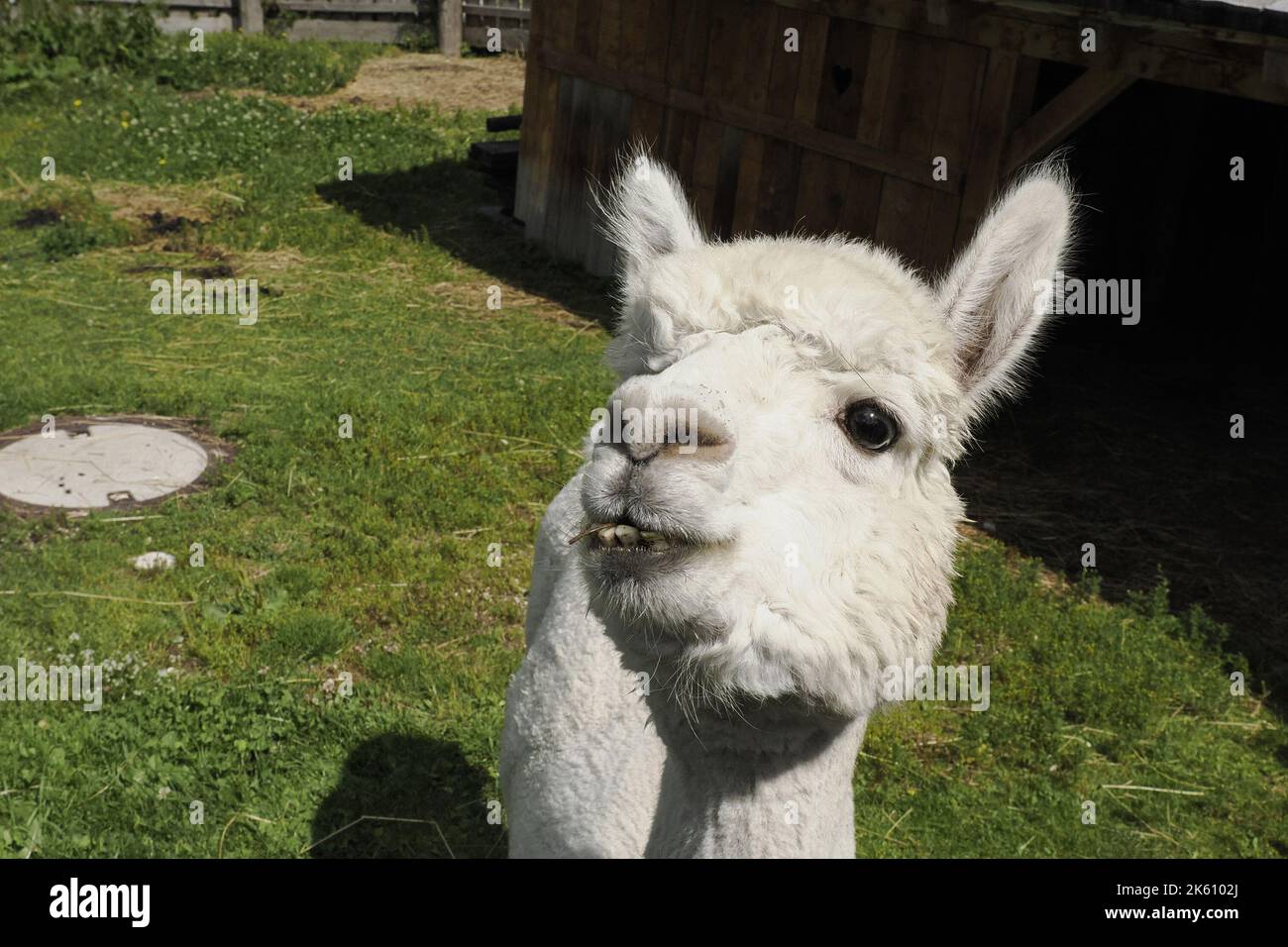 alpaca close up adorable fluffy portrait looking at you Stock Photo - Alamy