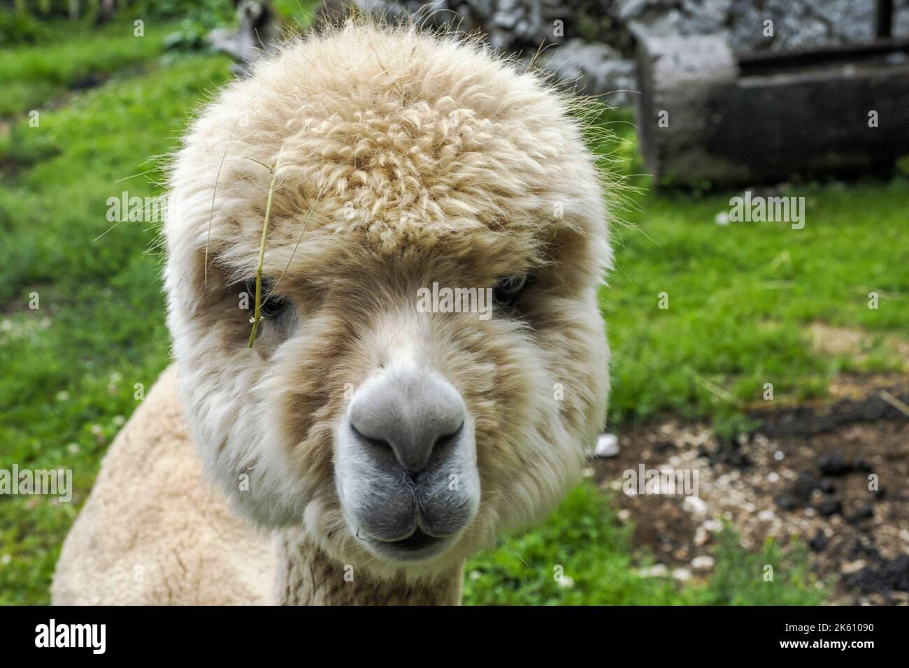 alpaca close up adorable fluffy portrait looking at you Stock Photo - Alamy