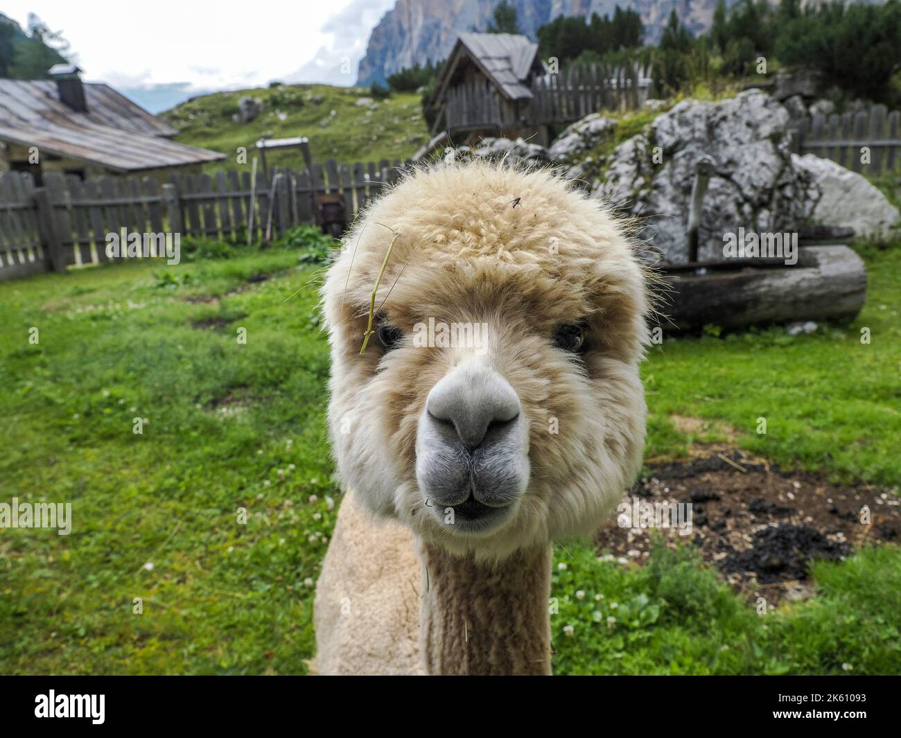 alpaca close up adorable fluffy portrait looking at you Stock Photo - Alamy