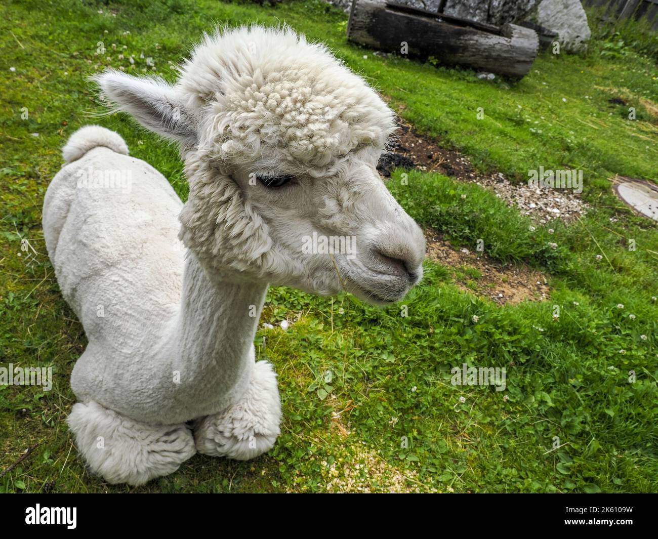 alpaca close up adorable fluffy portrait relaxing on grass Stock Photo ...