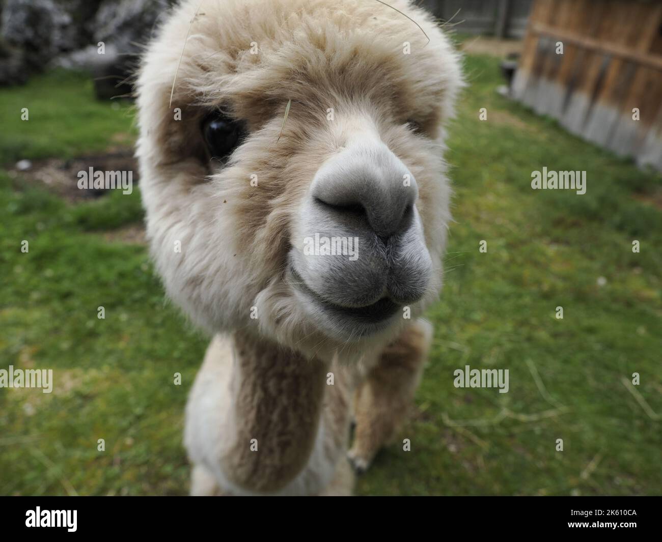 alpaca close up adorable fluffy portrait looking at you Stock Photo - Alamy