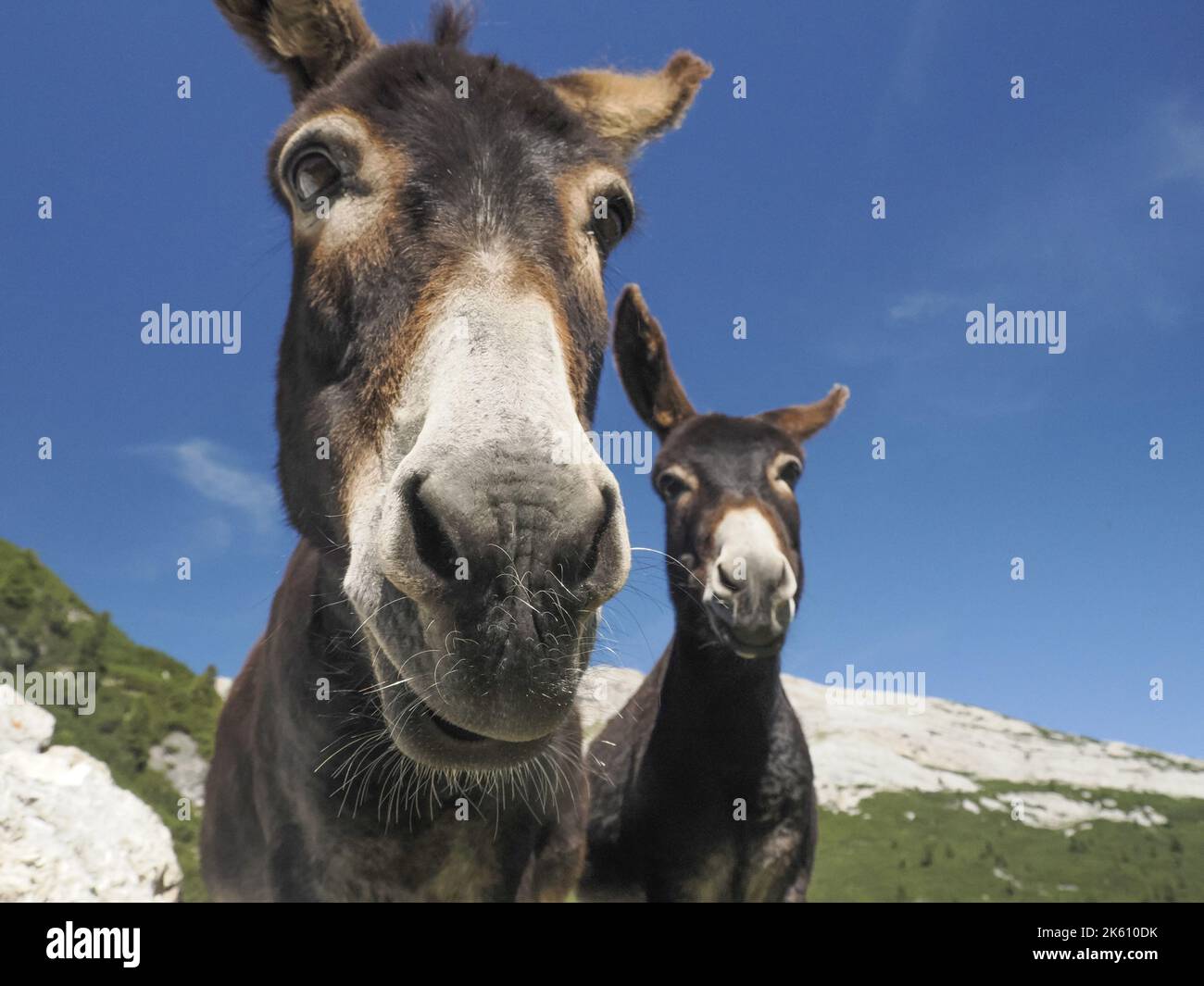 funny close up donkey portrait looking at you Stock Photo - Alamy