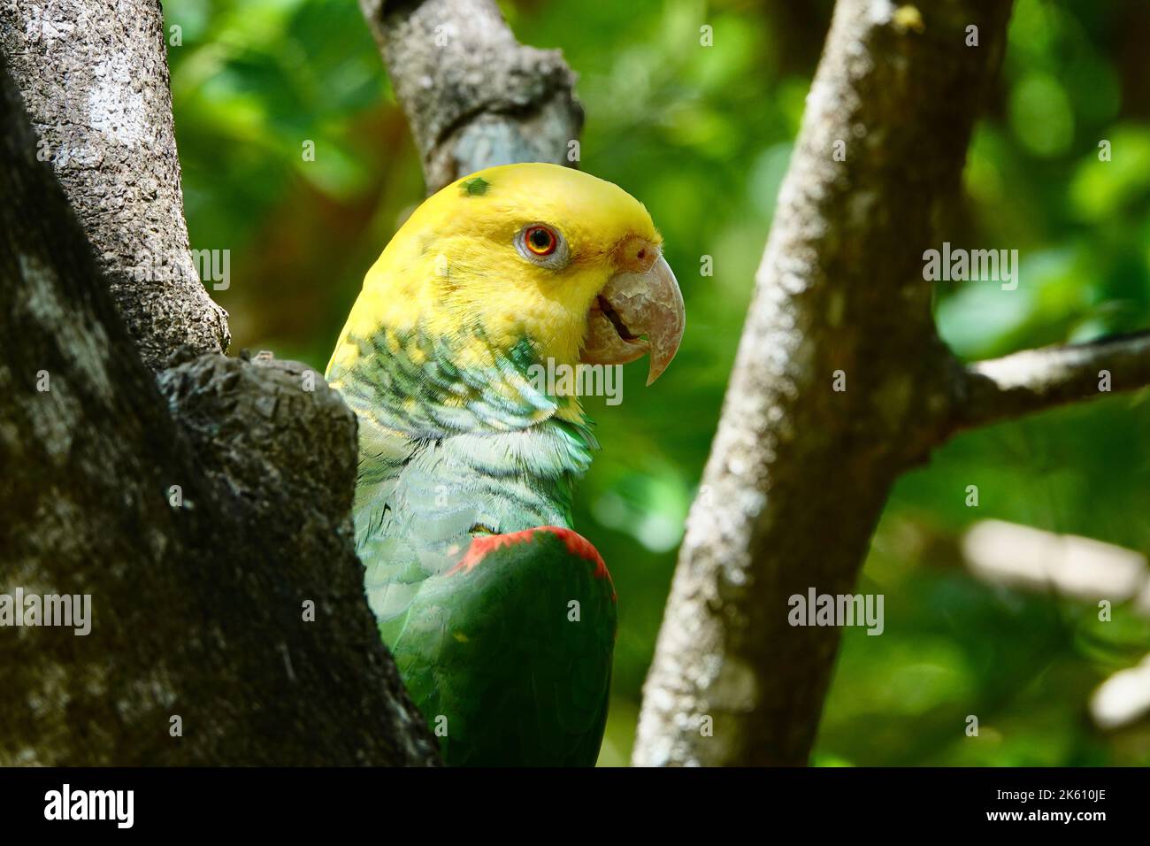 Portrait of beautiful Yellow-headed Amazon Parrot in Mexico on green ...